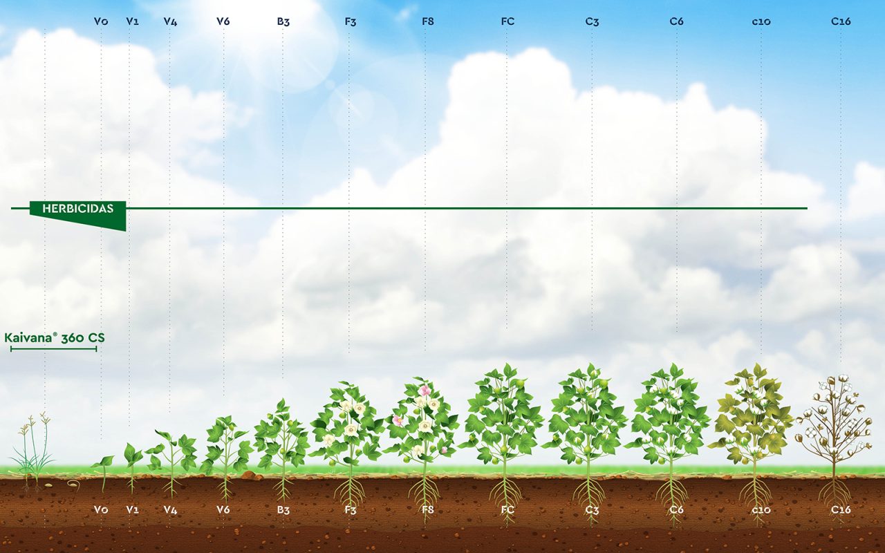 Kaivana ® 360 CS - Ourofino Agrociência