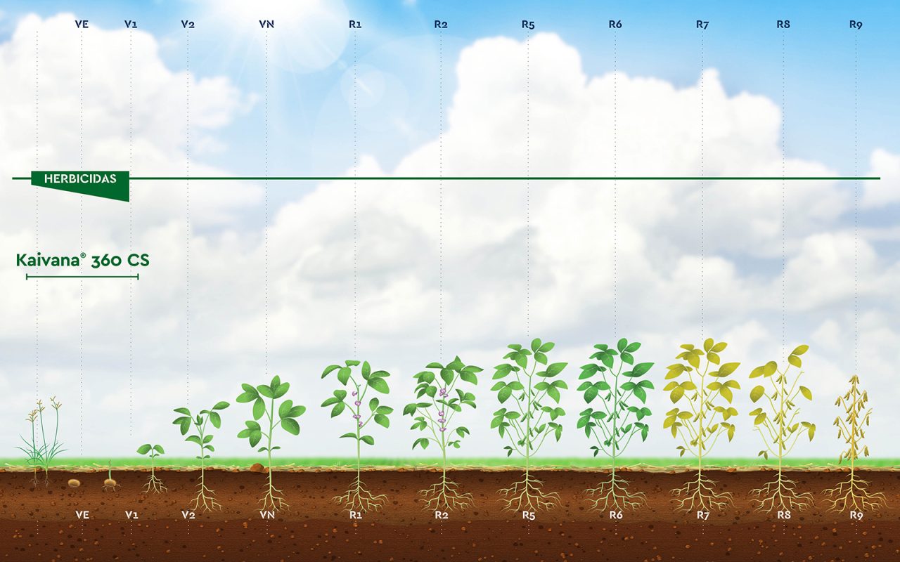Kaivana ® 360 CS - Ourofino Agrociência